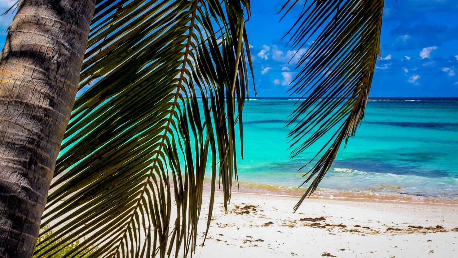 Primeval Forest National Park (New Providence, Bahamas) parco foreste