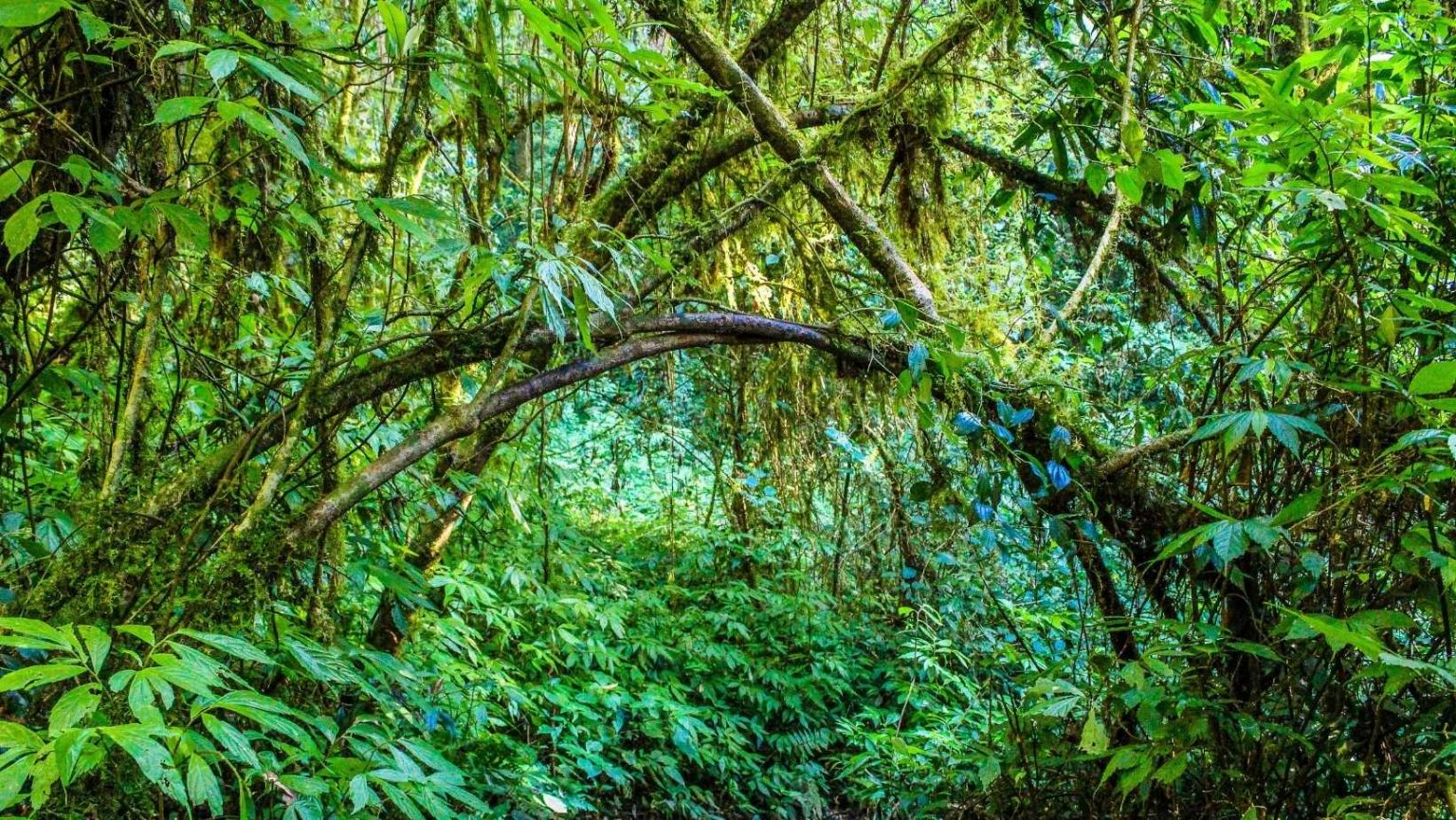 Primeval Forest National Park (New Providence, Bahamas) parco foreste